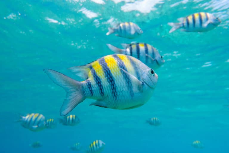 Mexico's Yucatan Peninsula: 15 Best Things To Do