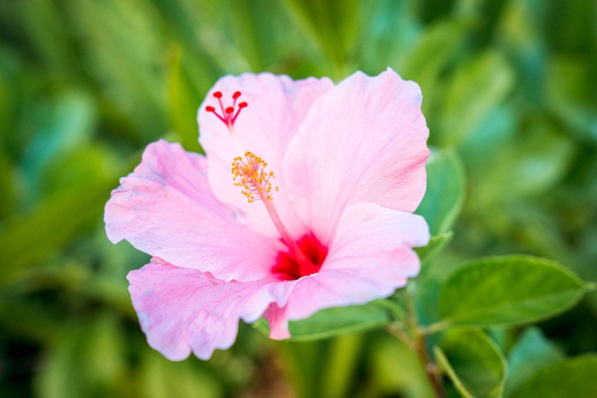 30 Best Things To Do On Kauai: Hawaii’s Garden Island! ~ traveller-news ...